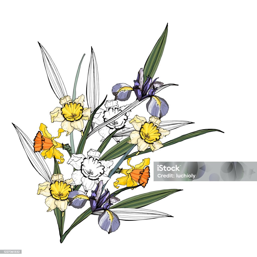 Sets Of Daffodil And Iris Flowers Isolated Over White Background Stock