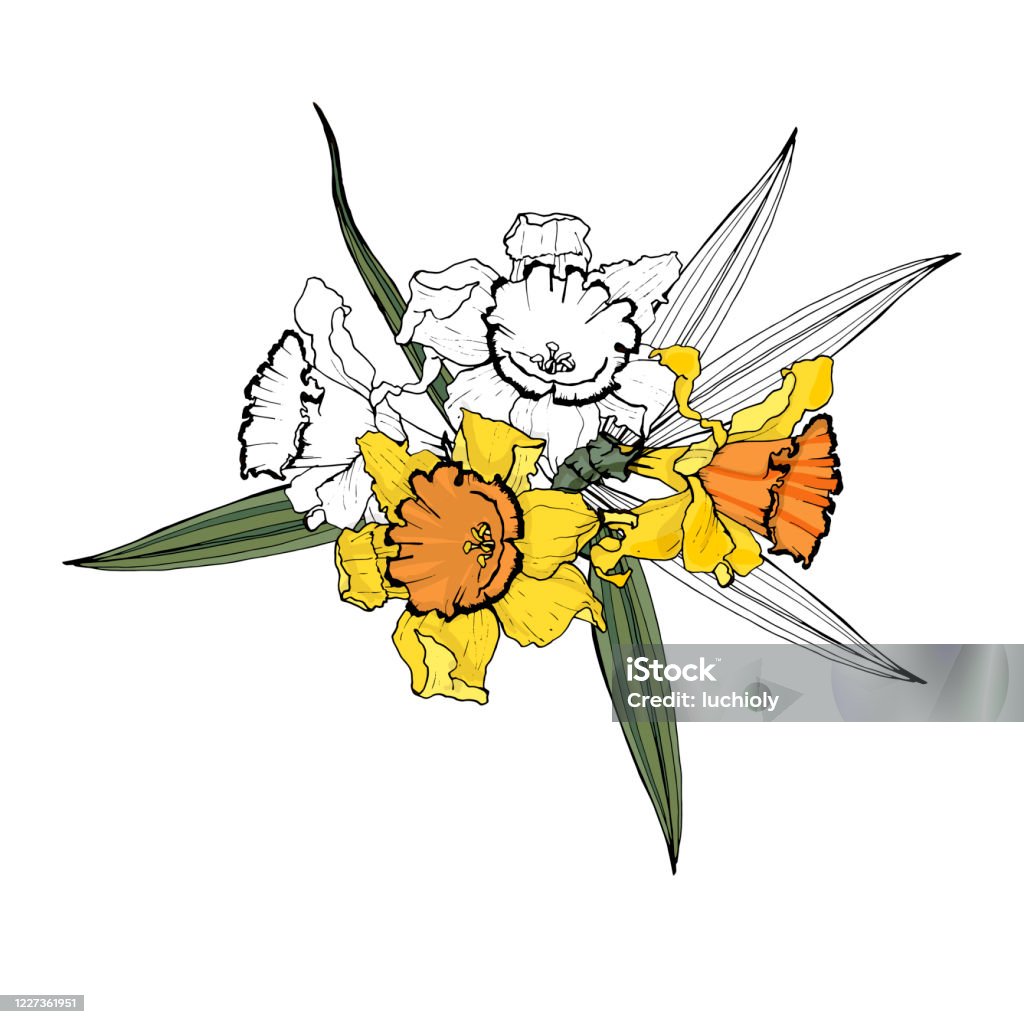 Sets Of Daffodil And Iris Flowers Isolated Over White Background Stock
