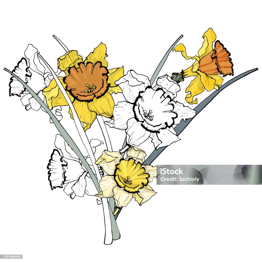 Sets Of Daffodil And Iris Flowers Isolated Over White Background Stock