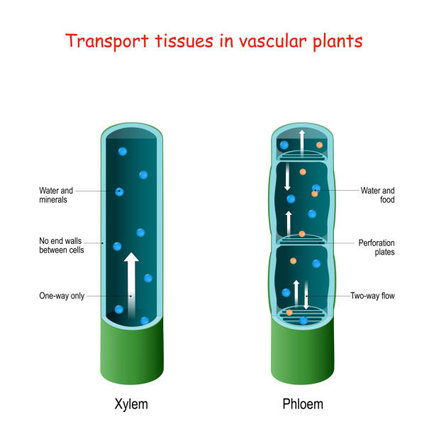 [90] Vascular tissue plants Clipart Vector PNG , SVG, EPS, PSD, AI