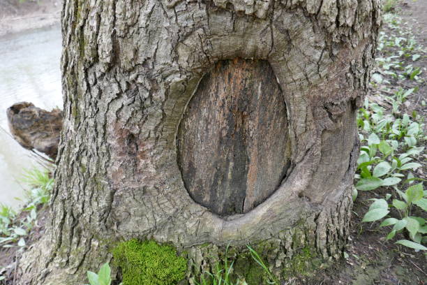 Free Stock Photo of Nature Circles Means Tree Trunk And Circular ...