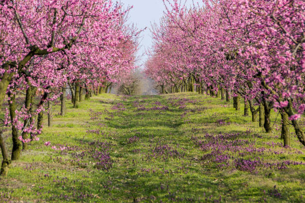 Free Stock Photo of A row of trees with pink flowers | Download Free ...