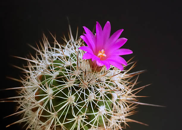 Free picture: cactaceae, flower