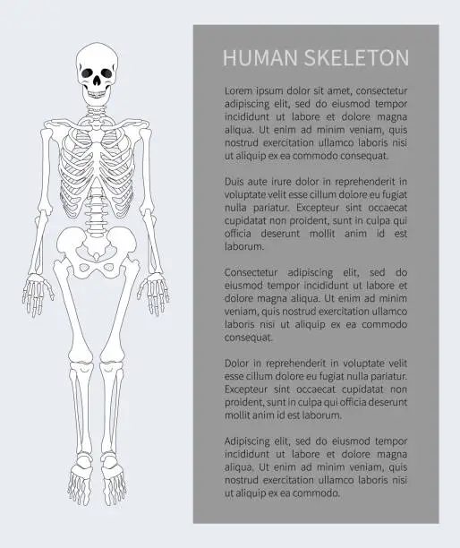 Free Worksheet On Human Skeleton Diagram Clipart Images Freeimages