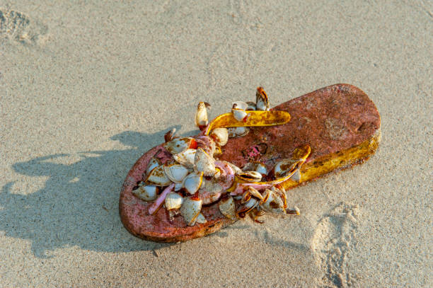 Shoe Forgotten Sea Ocean Pictures | Download Free Images on Unsplash
