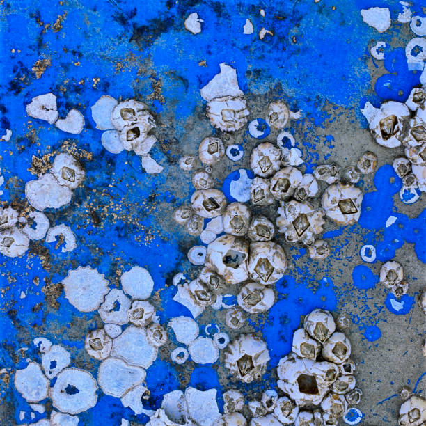 Barnacles Pictures | Download Free Images on Unsplash