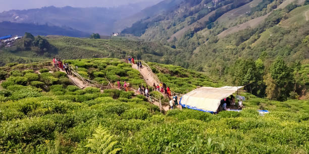 Darjeeling Tea Garden Pictures | Download Free Images on Unsplash