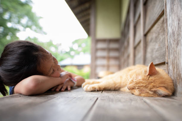 Japanese Cat Pictures | Download Free Images on Unsplash