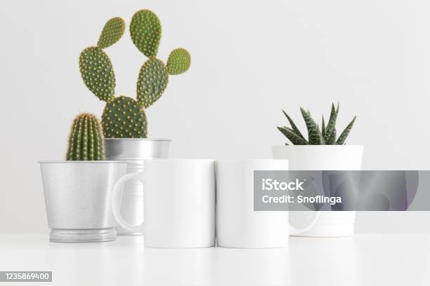 Dua Mug Mockup Dengan Berbagai Jenis Kaktus Dan Tanaman Sukulen Di Atas