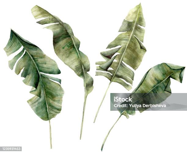 Watercolor Tropis Diatur Dengan Daun Pisang Tangan Dicat Cabangcabang