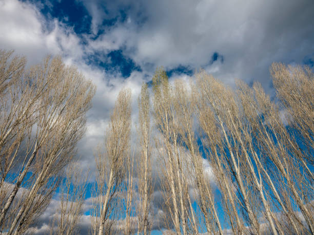 Free picture: High tree trunks of poplar trees in woodland