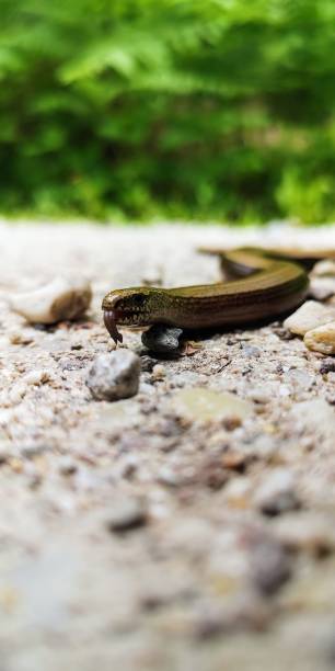 Insect Schnake Wildlife - Free photo on Pixabay