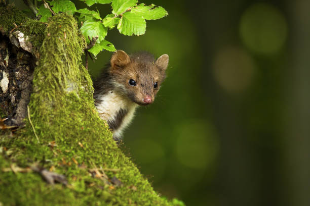 Marten Pictures | Download Free Images on Unsplash