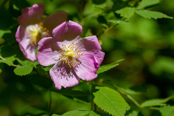 Free picture: wildness, flower, wild, rose, plant