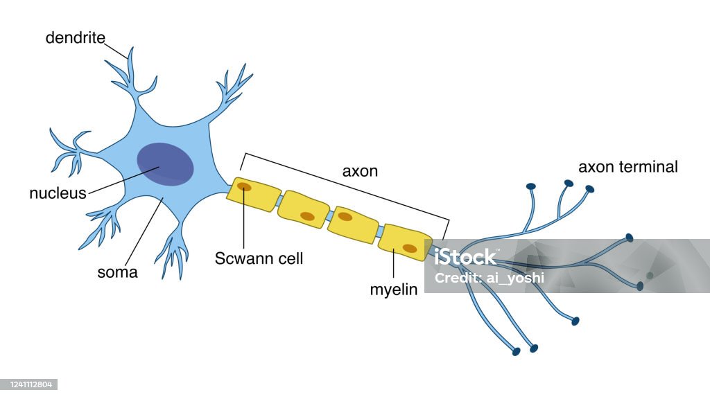 Neuron Ilustrasi Stok Unduh Gambar Sekarang Sel Saraf Akson Serat Saraf Diagram