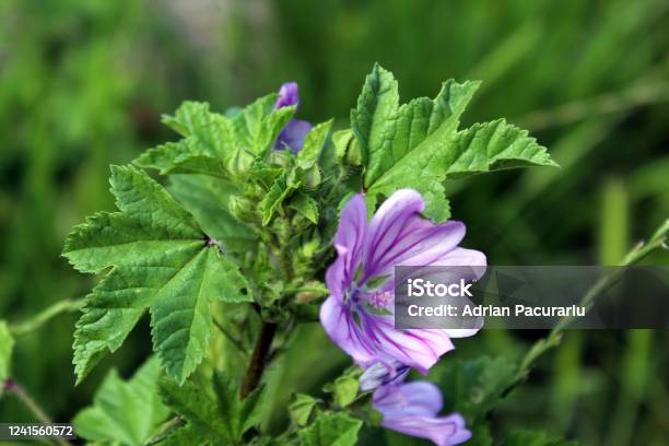 Althaea Officinalis Bunga Ungu Mekar Foto Stok - Unduh Gambar Sekarang ... Althaea Officinalis Bunga Ungu Mekar Foto Stok - Unduh Gambar Sekarang ...