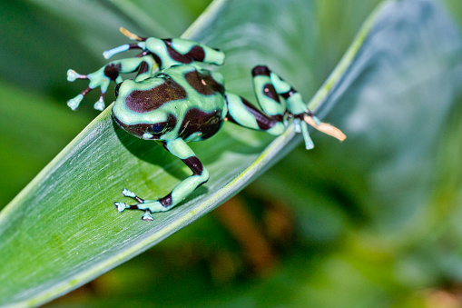 Katak Dart Racun Hijau Dan Hitam Dendrobates Auratus Foto Stok Unduh