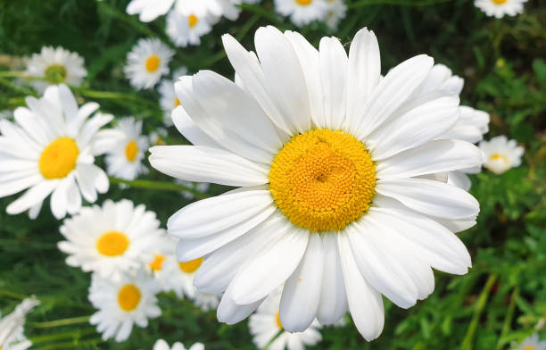 30,000+ Big Flower Pictures | Download Free Images on Unsplash