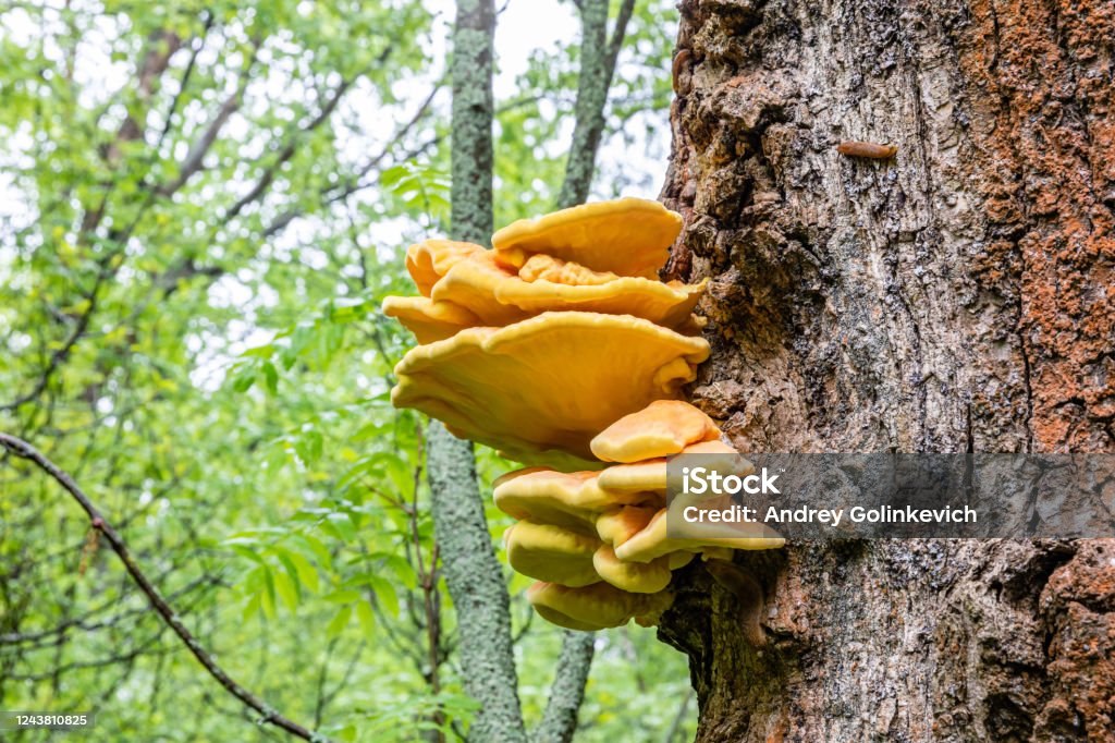 Tree Fungus Sulphur Polypore Sulphur Shelf Or Chicken Mushroom Stock