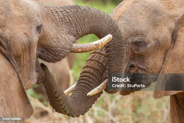 Dua Gajah Saling Menyapa Dengan Mencium Mulut Mereka Samburu Kenya Foto ... Dua Gajah Saling Menyapa Dengan Mencium Mulut Mereka Samburu Kenya Foto ...