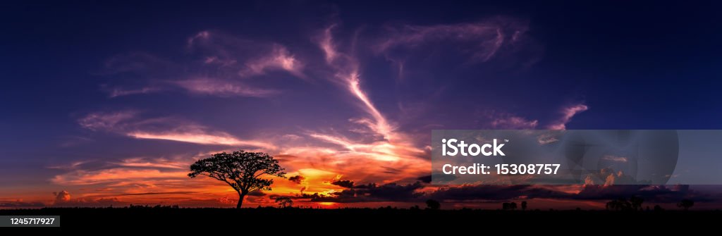 Stock Fotografie Panorama Silueta Stromu V Africe Se Západem Slunce Strom Silueta Proti