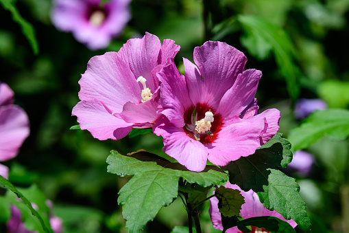 Flores Rosas De Planta De Hibisco Syriacus Comúnmente Conocida Como