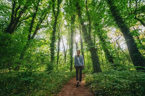 1000 Alone In The Forest Pictures Download Free Images On Unsplash