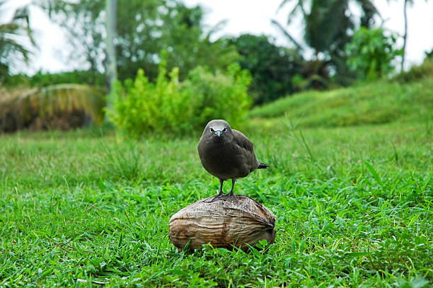 100 Sooty Tern Foto Stok Potret And Gambar Bebas Royalti Istock