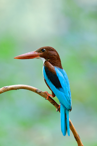 Bright Blue Bird With Big Red Beaks Perching On Small Twig Over Fine