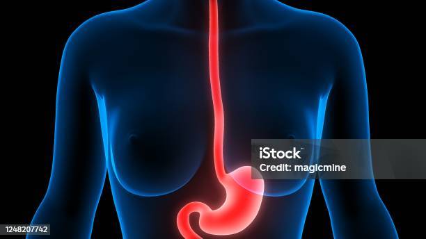 Photo Libre De Droit De Anatomie De Lestomac Du Système Digestif Humain
