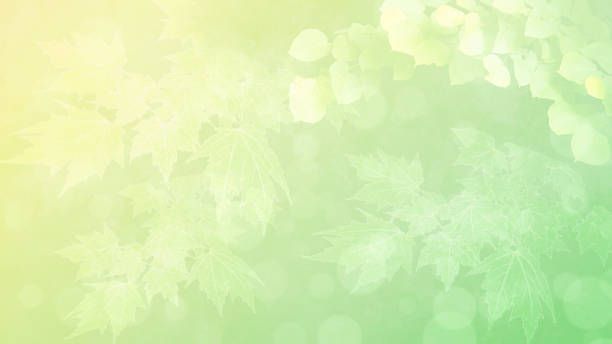 Pastel Green Background Pictures | Download Free Images on Unsplash