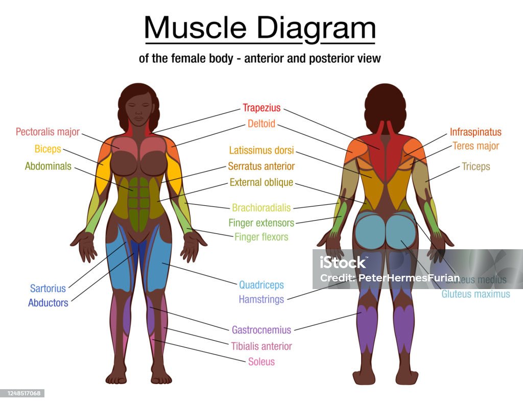 Anterior And Posterior Muscles Of The Body