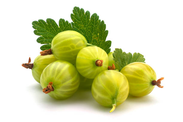 Gooseberry | Free Stock Image - Barnimages