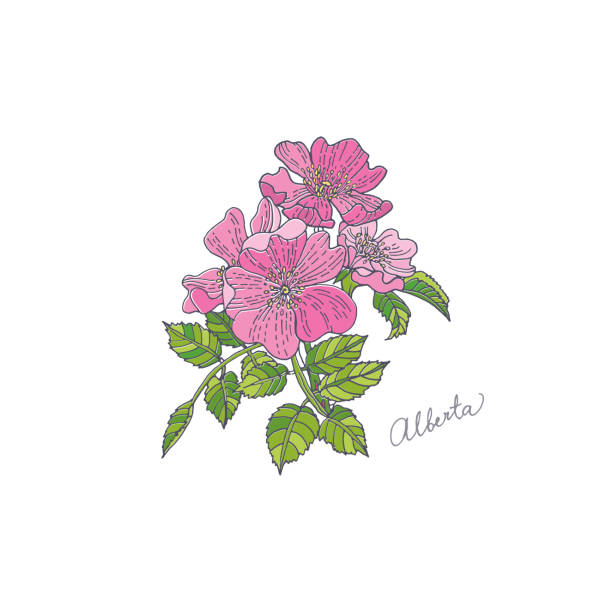 Free Stock Photo of Wild Rose | Download Free Images and Free Illustrations