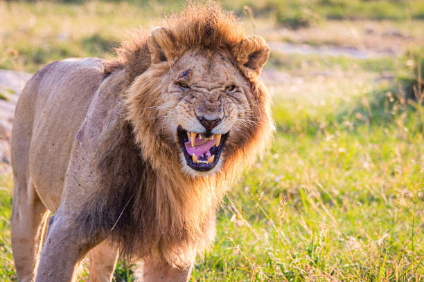 Angry Lion Pictures | Download Free Images on Unsplash