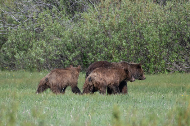 60+ Free Female Bear & Female Images - Pixabay