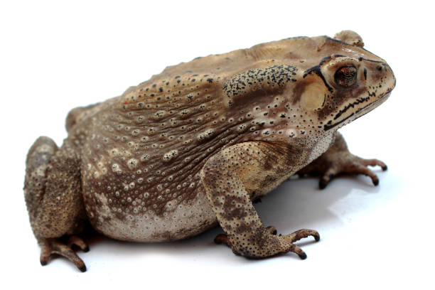 Free picture: reptile, spadefoot, toad