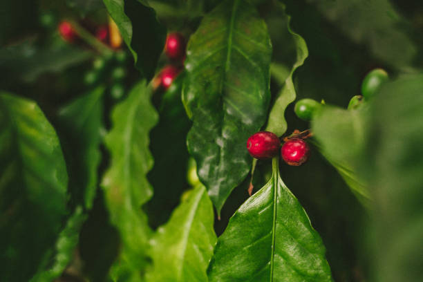 Coffee Leaf Pictures | Download Free Images on Unsplash