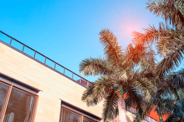 Free Stock Photo of Palm Tree on Top of a Building | Download Free ...
