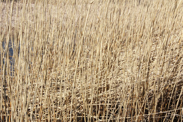 Free picture: horizontal, reeds, texture, natural, material, insulation ...
