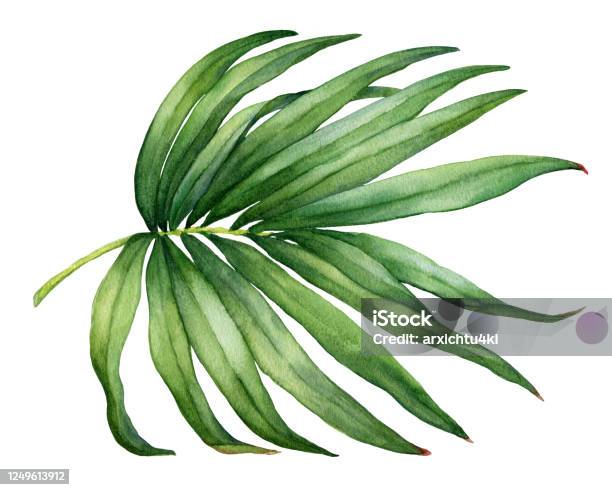 Feuille De Palmier Verte Tropicale Illustration De Peinture Dessinée À