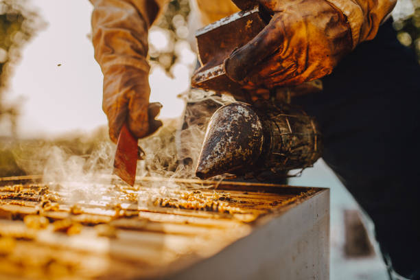Bee Farm Pictures | Download Free Images on Unsplash