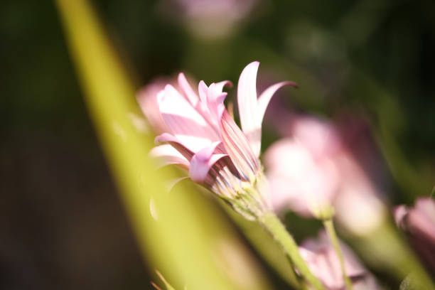 Folower Pictures | Download Free Images on Unsplash