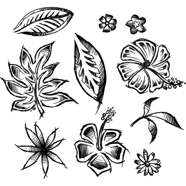 Flowe Vectors Illustrations Royalty Free Vector Graphics And Clip Art Istock