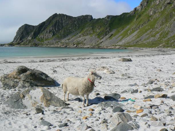 Free Stock Photo of A couple of sheep on a rocky beach | Download Free ...