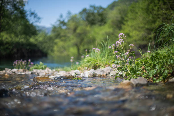River Flower Pictures | Download Free Images on Unsplash