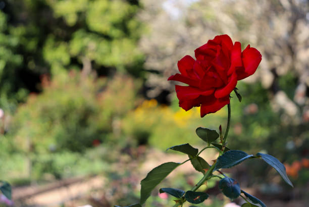 Rosas Rojas Pictures | Download Free Images on Unsplash