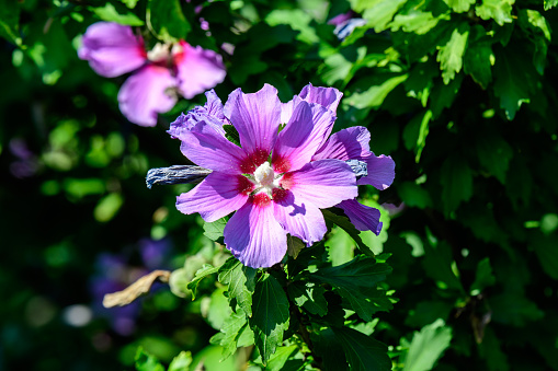 Flores Rosas De Planta De Hibisco Syriacus Comúnmente Conocida Como