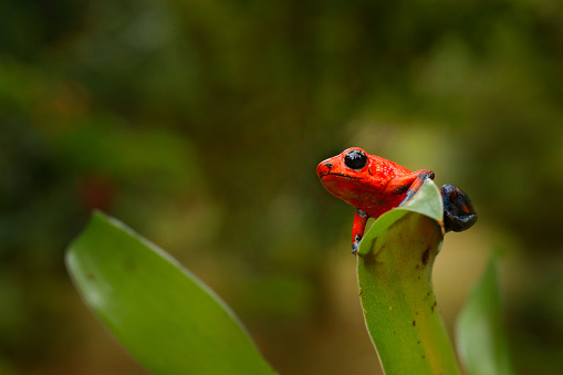 Katak Dart Racun Stroberi Merah Dendrobates Pumilio Di Habitat Alam