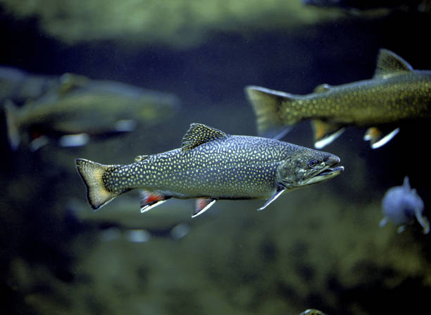 Free picture: juvenile, Coaster, Brook, trout, fish, head, hand